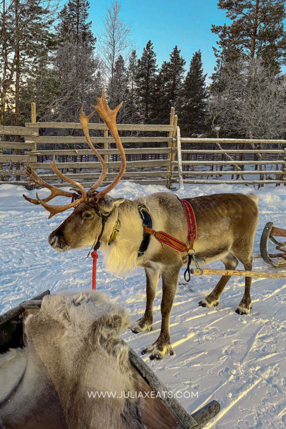 Ultimate Lapland, Finland Guide: Must-See Sights and Bucket List ...